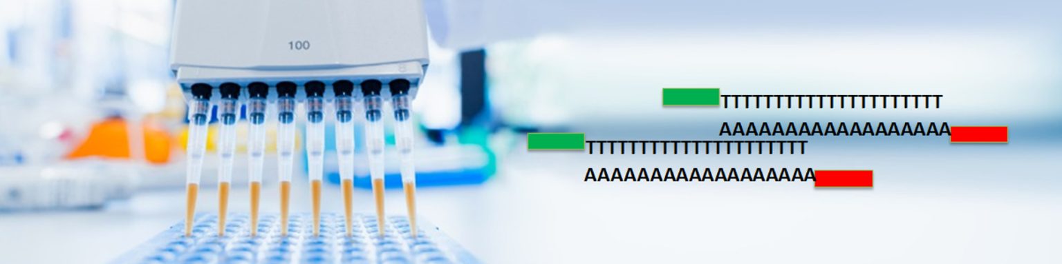 Quick mRNA Purification Kit: Step-By-Step Instructions for Isolating ...